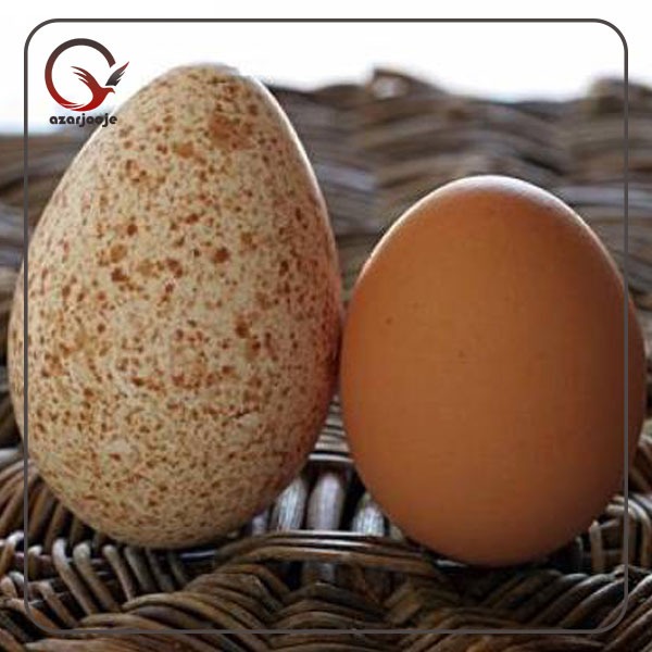 خرید تخم نطفه دار بوقلمون - آذر جوجه