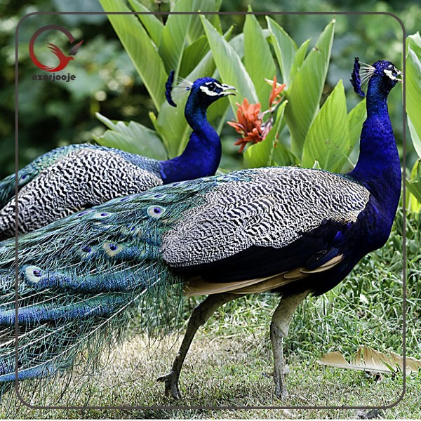 خرید و فروش تخم نطفه دار طاووس - آذر جوجه