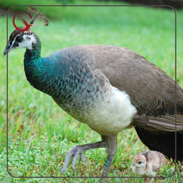 خرید و فروش تخم نطفه دار طاووس - آذر جوجه