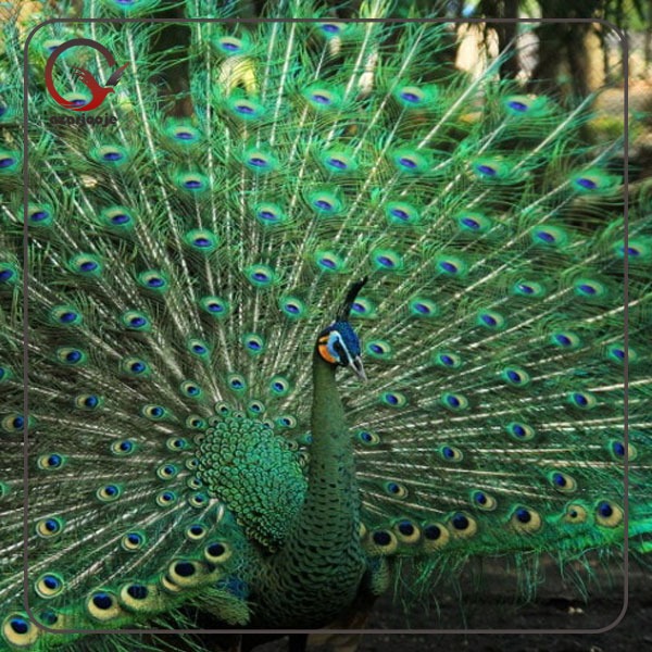 خرید و فروش تخم نطفه دار طاووس - آذر جوجه