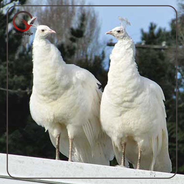 خرید و فروش تخم نطفه دار طاووس - آذر جوجه