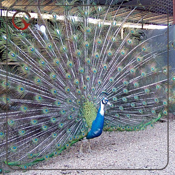 خرید و فروش تخم نطفه دار طاووس - آذر جوجه