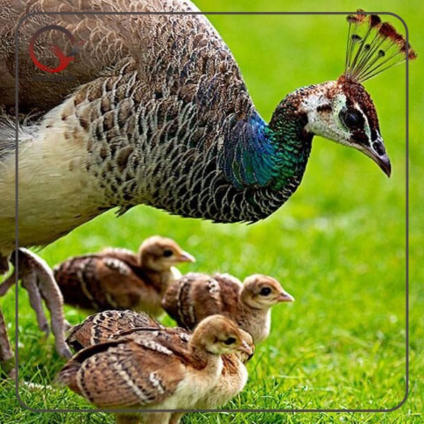 خرید و فروش تخم نطفه دار طاووس - آذر جوجه