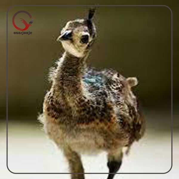 جوجه طاووس و شرایط نگهداری از آن - آذر جوجه