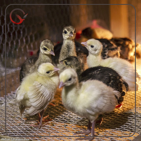 جوجه طاووس و شرایط نگهداری از آن - آذر جوجه