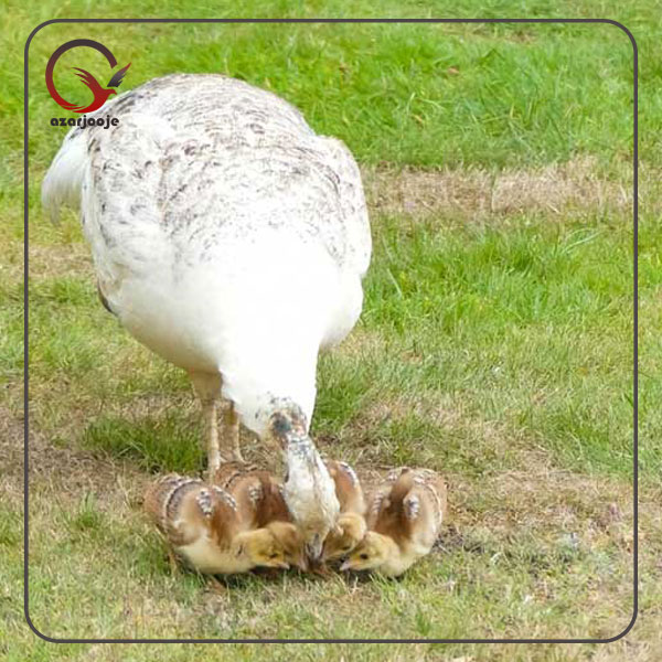 جوجه طاووس و شرایط نگهداری از آن - آذر جوجه