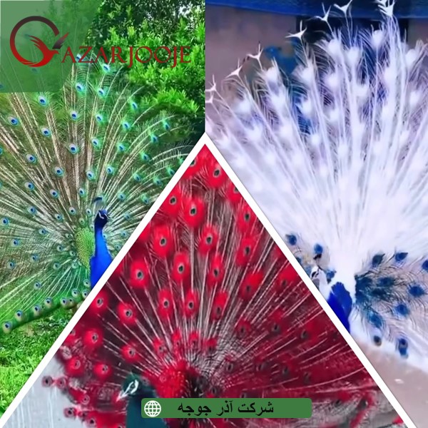 آموزش پرورش طاووس|ویژگی ها و انواع روش پرورش و نژاد ها - آذر جوجه
